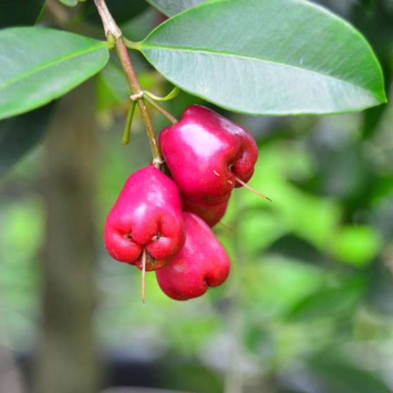 Jual Tanaman Jambu Lili Pili Original Murah - Harga Diskon Mei 2024 ...