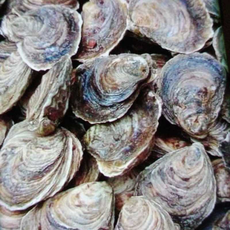 Jual Kerang Oyster Hidup Halal Di Seller Lucky Seafood - Sukasari, Kota ...