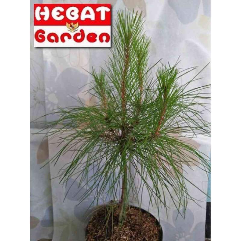 Jual Pinus - tanaman hias pinus - pohon pinus di Seller Hebat Garden ...