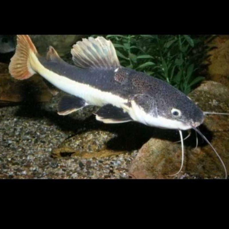 Jual Ikan Hias Catfish red Tail RTC predator di Seller TRISHAZIA ...