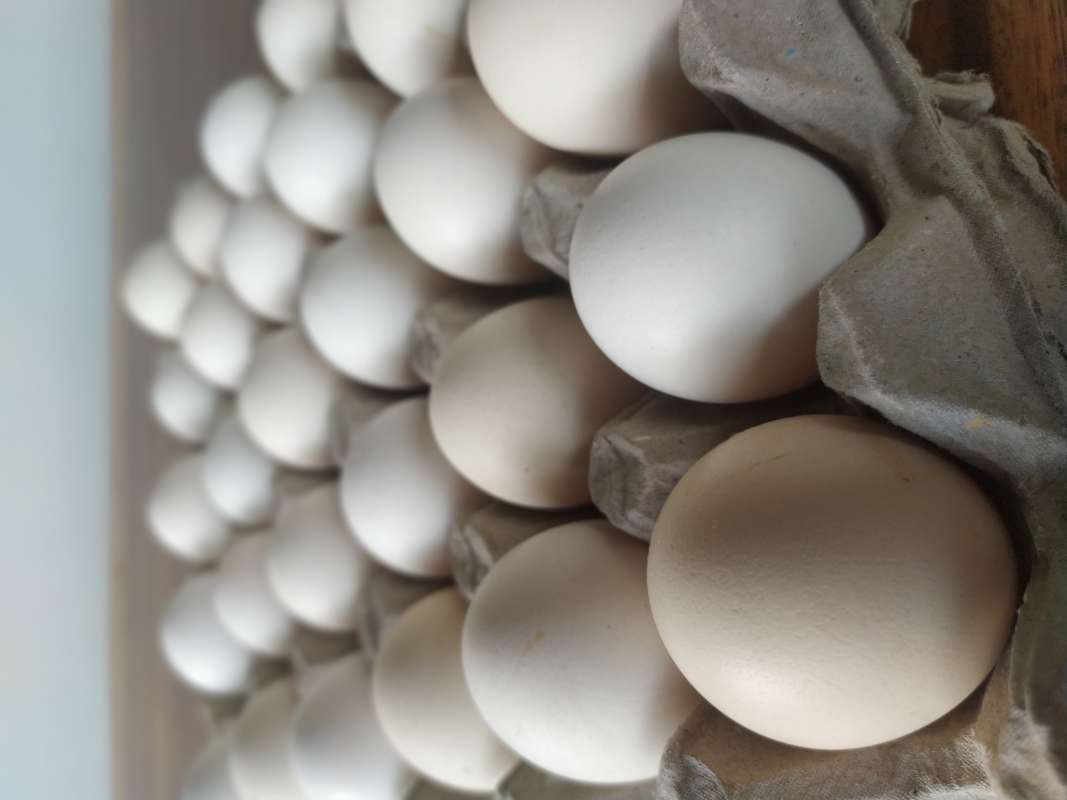 Jual Telur Ayam 15 Butir Termurah - Harga Grosir Terupdate Hari Ini ...