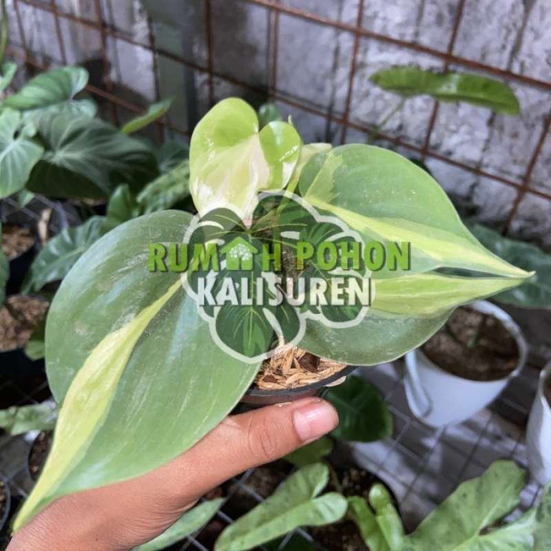 Jual TANAMAN HIAS PHILODENDRON GABY - PHILO GABBY di Seller RUMAH POHON ...