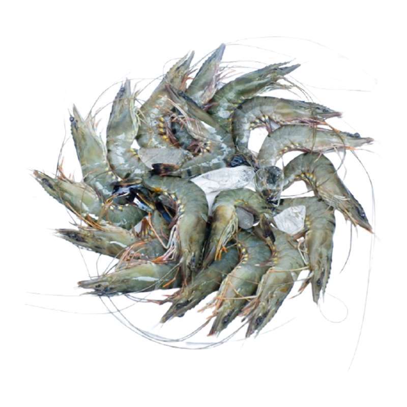 Jual Udang Segar Besar Termurah - Harga Grosir Terupdate Hari Ini | Blibli
