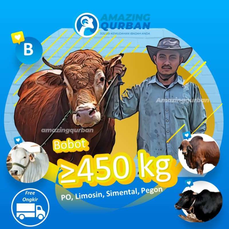 6 Perbedaan Sapi Simental dan Sapi Limosin - Blibli Friends