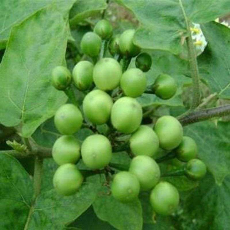 Jual BUAH CEPOKAK ATAU TAKOKAK 500grm di Seller Naris06shoop ...