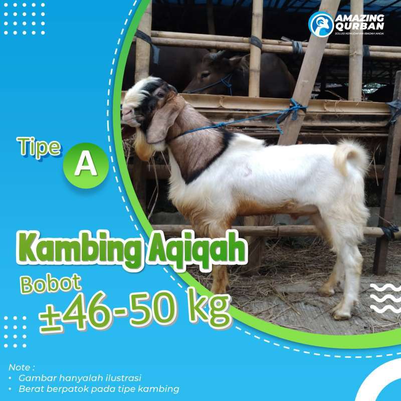 Jual AMAZING QURBAN - Kambing Aqiqah/ Hewan Qurban/ Kambing Aqiqah Murah Bobot 46-50KG ...