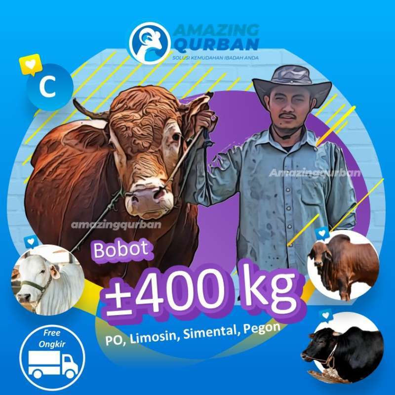 Jual Hewan Qurban Sapi Po, Pegon,simental,limosin Bobot ±400kg Free ...