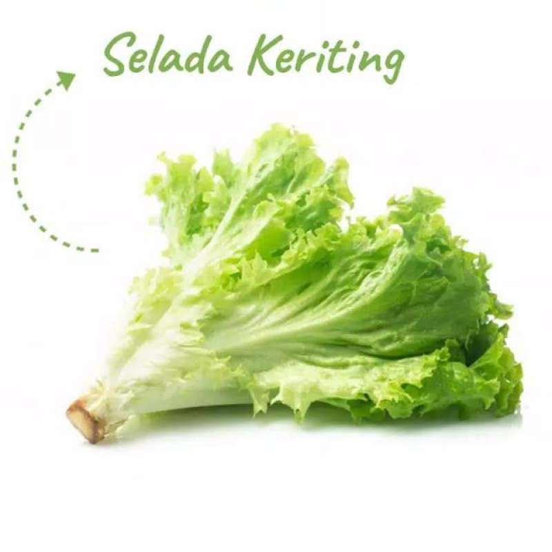 Jual Selada Per Kg Termurah - Harga Grosir Terupdate Hari Ini | Blibli