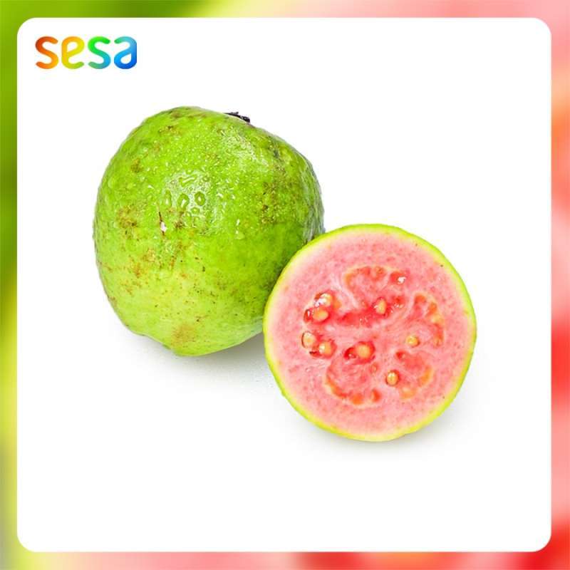 Jual Macam Macam Jenis Jambu Termurah - Harga Grosir Terupdate Hari Ini ...