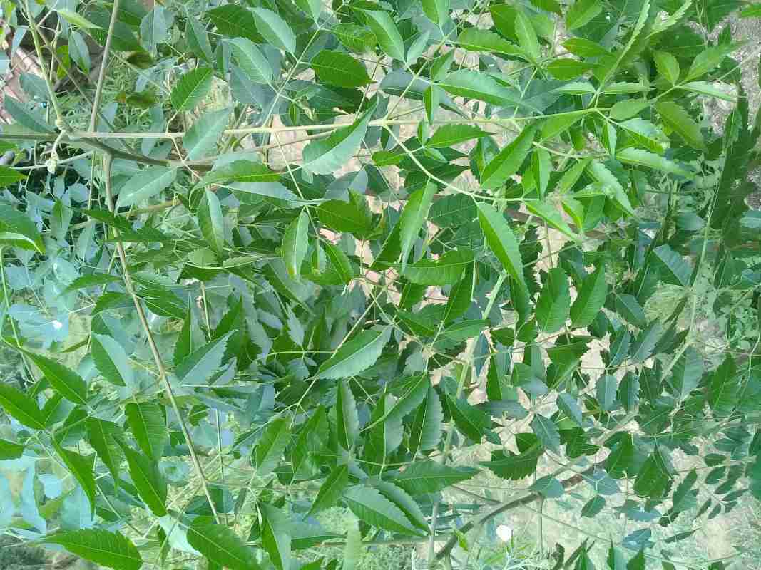 Jual daun mimba atau mindi segar 500gram di Seller ShafaStorebdg ...