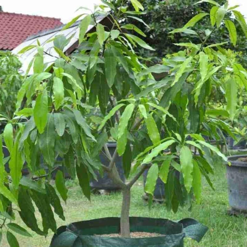 Jual Planter Bag 75 Liter Easy Grow Jumbo Planterbag Pohon Buah Besar ...