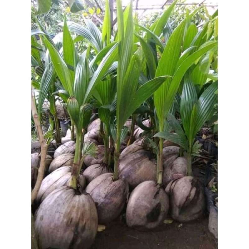 Jual Bibit Pohon Kelapa Hibrida Hijau Super Genjah Entok Berk Tadksa ...