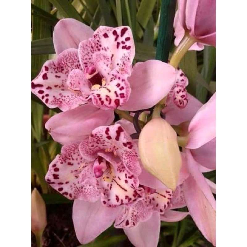 Promo Tanaman hias seedlling anggrek dendrobium bunga pink-tanaman ...