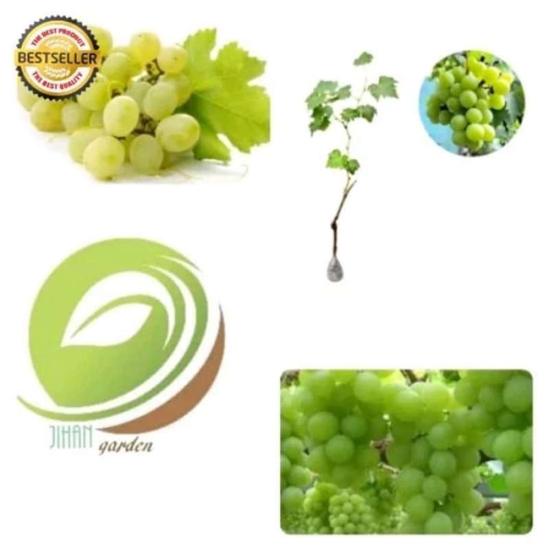 Jual bibit tanaman buah anggur hijau-pohon anggur isabella di Seller ...