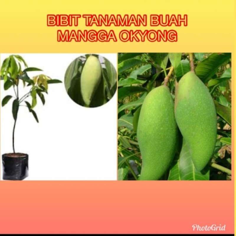 Jual Bibit Tanaman Buah Mangga Okyong di Seller bibit mifta - Kota ...