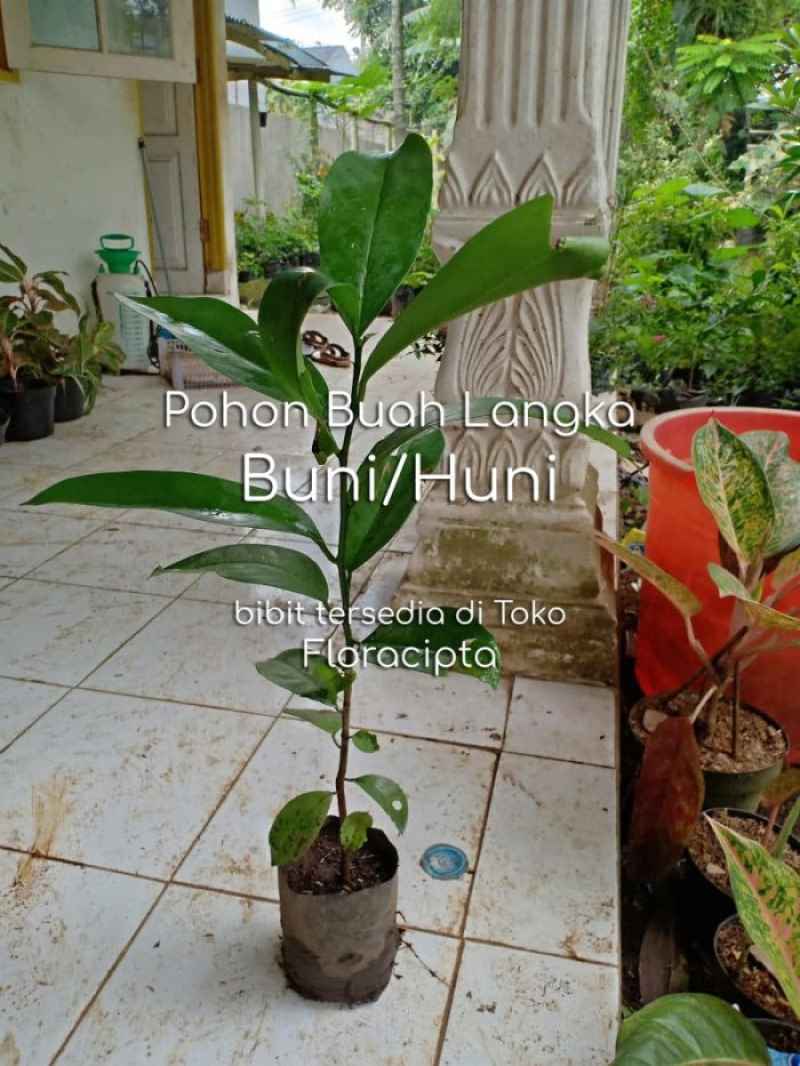 Jual Pohon Buni Bibit Buah Huni Tanaman Langka Unik Untuk Bahan Rujak ...