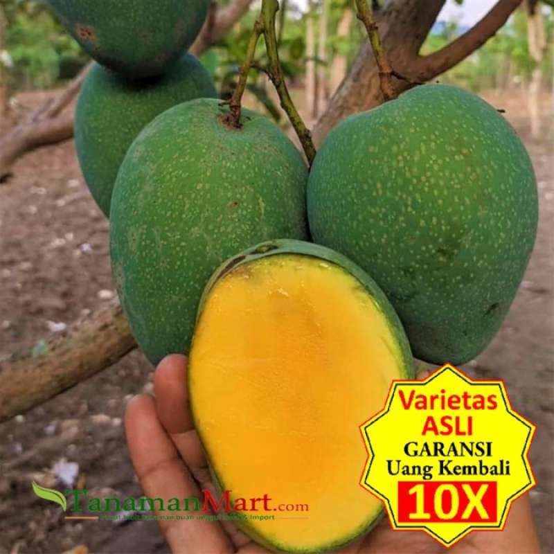 Jual Bibit Tanaman Buah MANGGA MADU ANGGUR Unggul, Murah, Bergaransi di ...