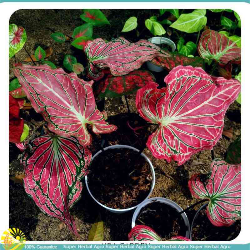 Jual Bibit Keladi Wayang 2-3 Daun Real Pict - Caladium Thai Beauty Tanaman Hias Caladium Khusus ...