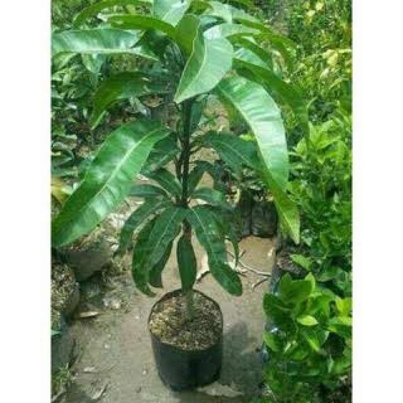 Jual bibit pohon mangga Budi raja/tanaman mangga Budi raja/buah di ...