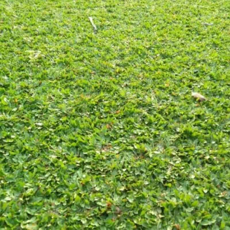 Jual Rumput Gajah Mini Original Murah - Harga Diskon Juli 2024 | Blibli.com