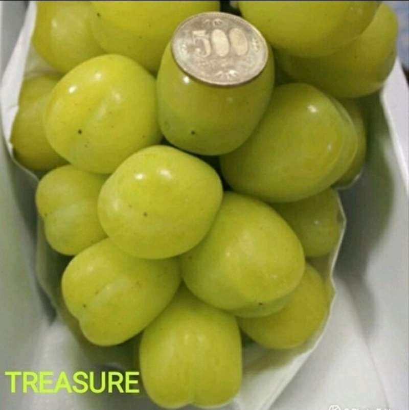 Promo bibit tanaman anggur import jenis TREASURE hasil grafting Diskon ...