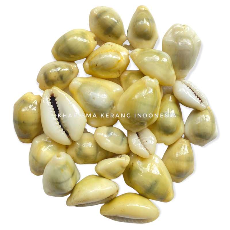 Promo Monetaria Moneta Shell 100gr Money Cowry Kerang Cowrie Cangkang ...