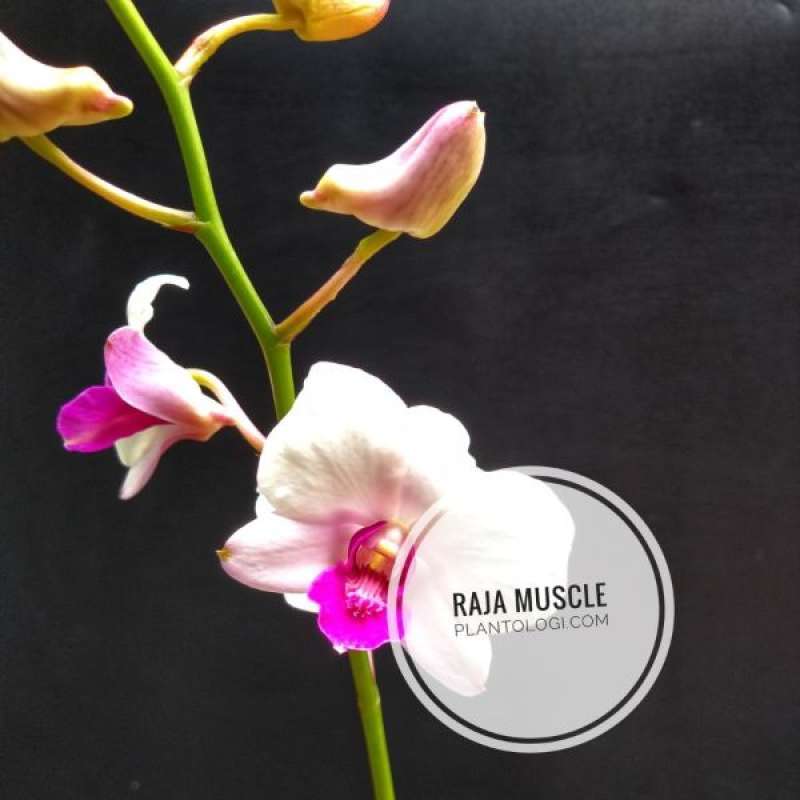 Jual Houseplants - Tanaman Hias Anggrek Dendrobium Nobile Splendid ...