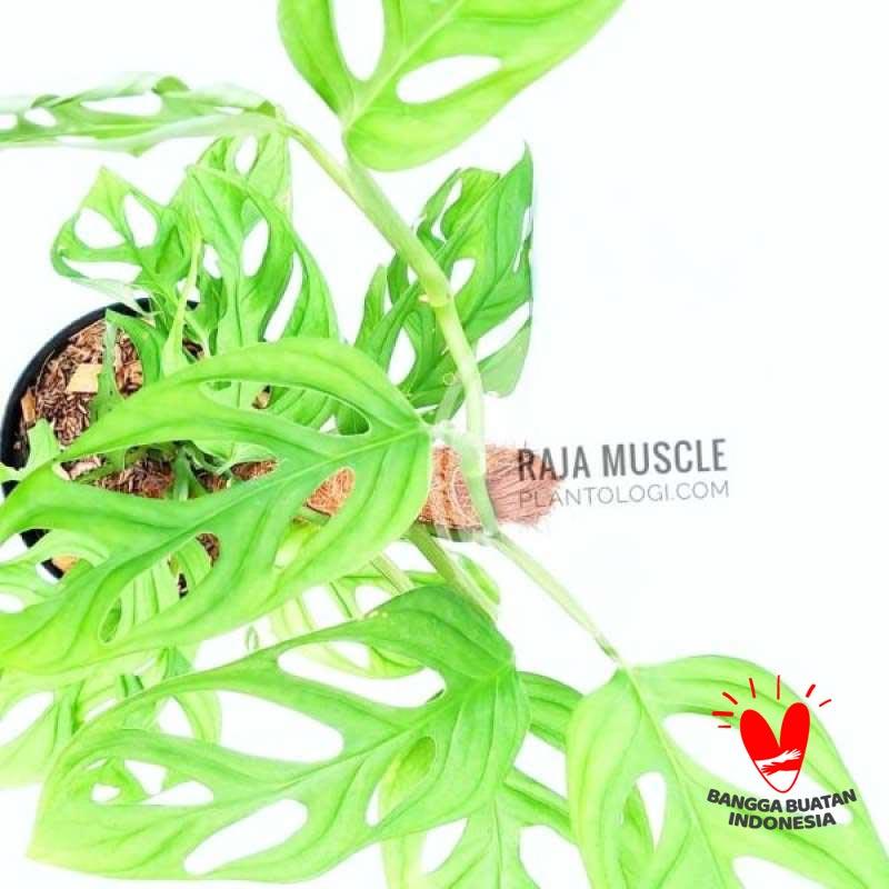 Jual Tanaman Hias Rambat - Sweet Cheese Philo (Indoor Plants) di Seller ...