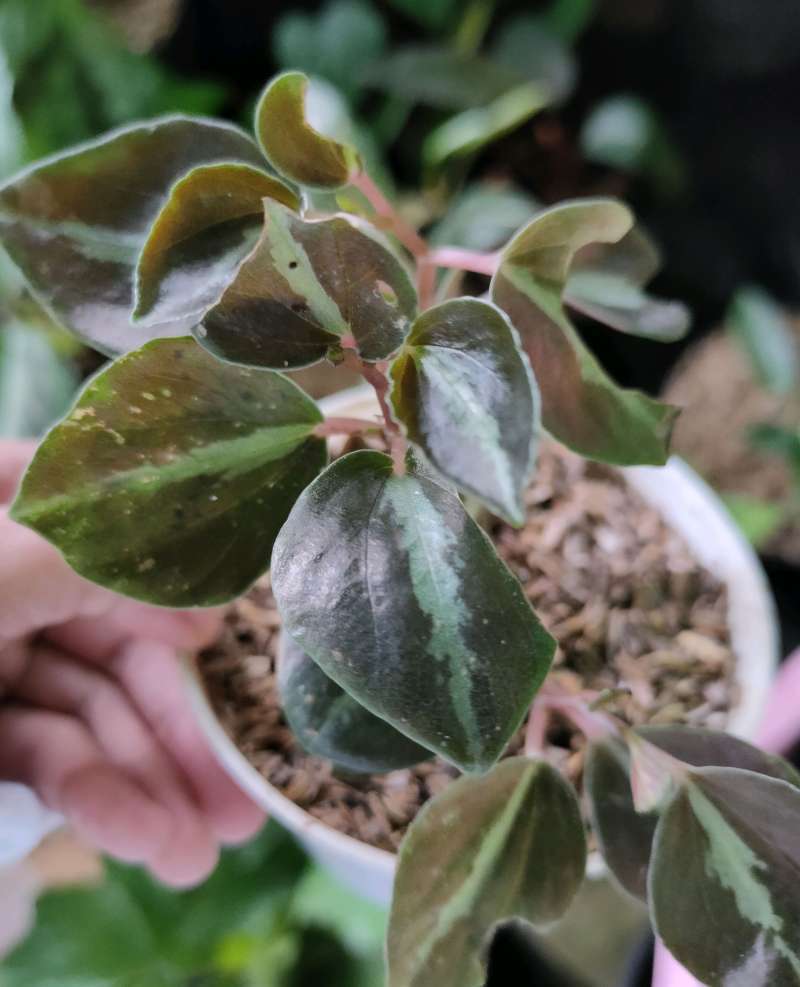 Jual TANAMAN HIAS COLOMBIANA di Seller Silvana Flower - Cipendawa, Kab ...