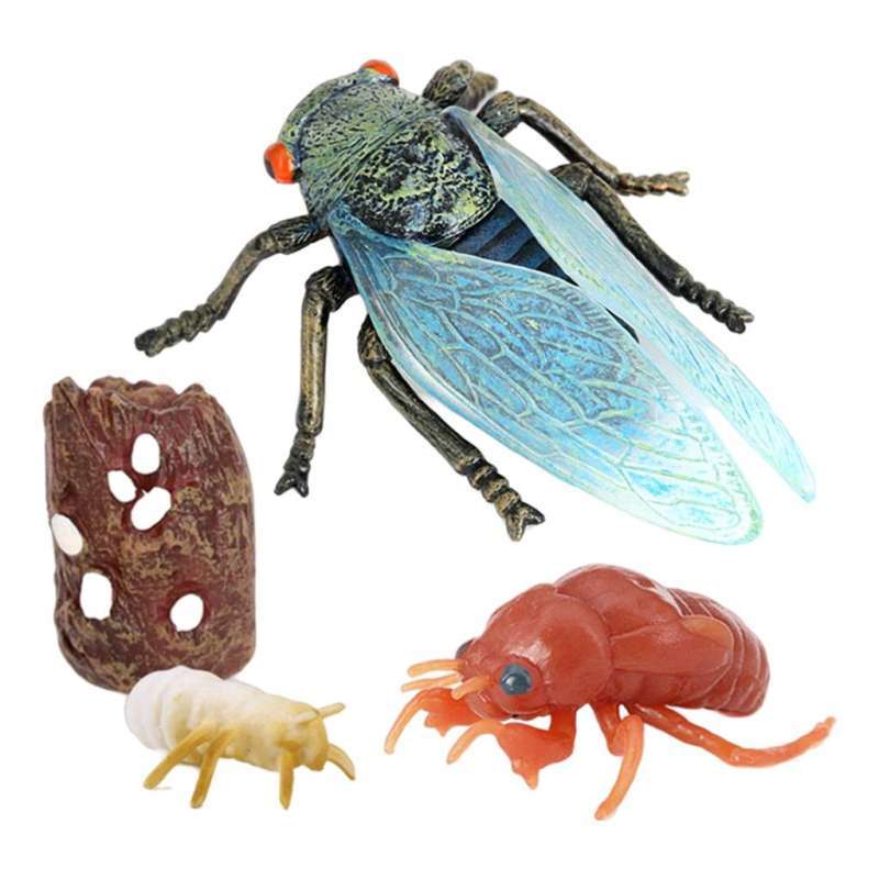Jual Cicada Life Cycle Plastic Toy Model di Seller BAOSITY - China | Blibli