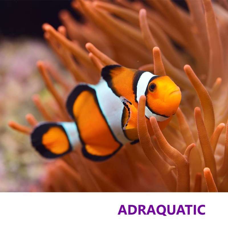 Jual IKAN HIAS AIR LAUT NEMO BADUT CLOWNFISH ANEMONEFISH ORANGE CLOWN ...