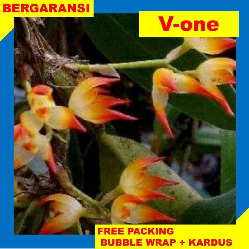 Jual Anggrek Mini Bulbophyllum CANTIK di Seller herbal jamu jawa ...