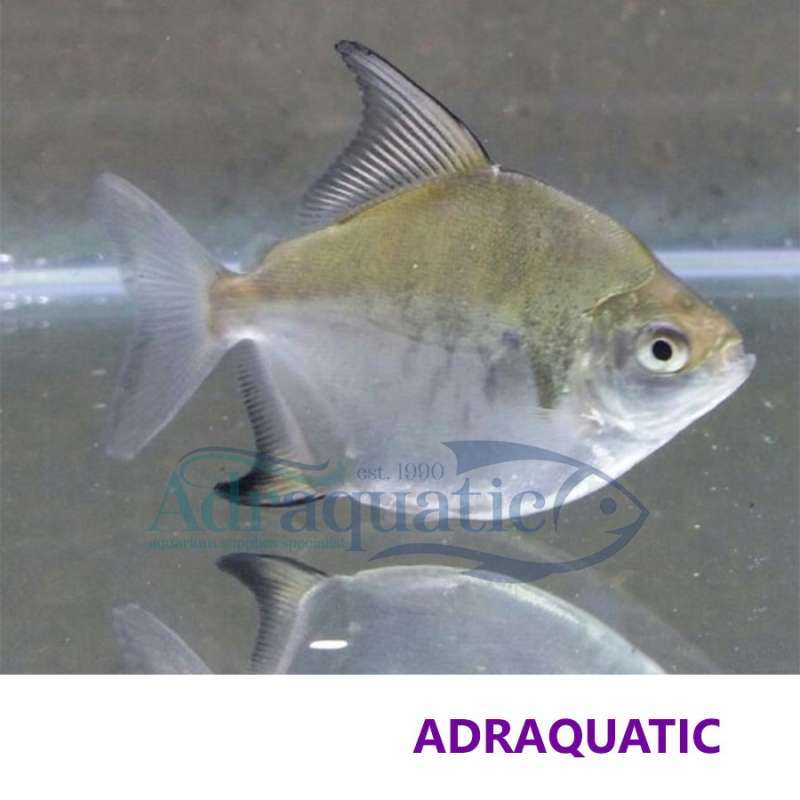 Jual IKAN HIAS MYLEUS SP ZEBRA AIR TAWAR di Seller ADRAQUATIC Official ...