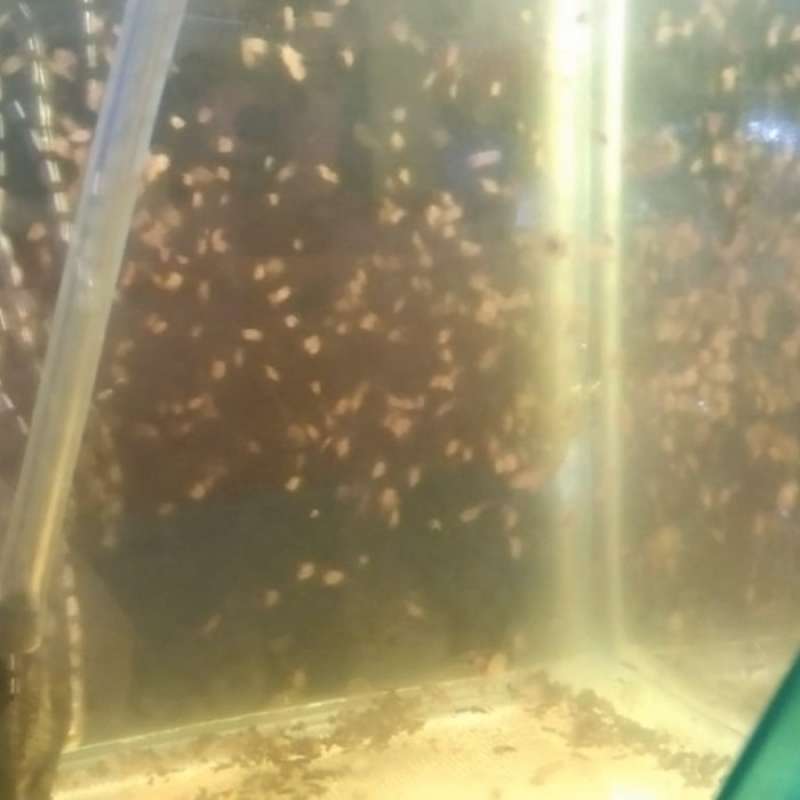 Jual DAPHNIA MAGNA KUTU AIR RAKSASA IMPORT di Seller Affandra_STORE ...