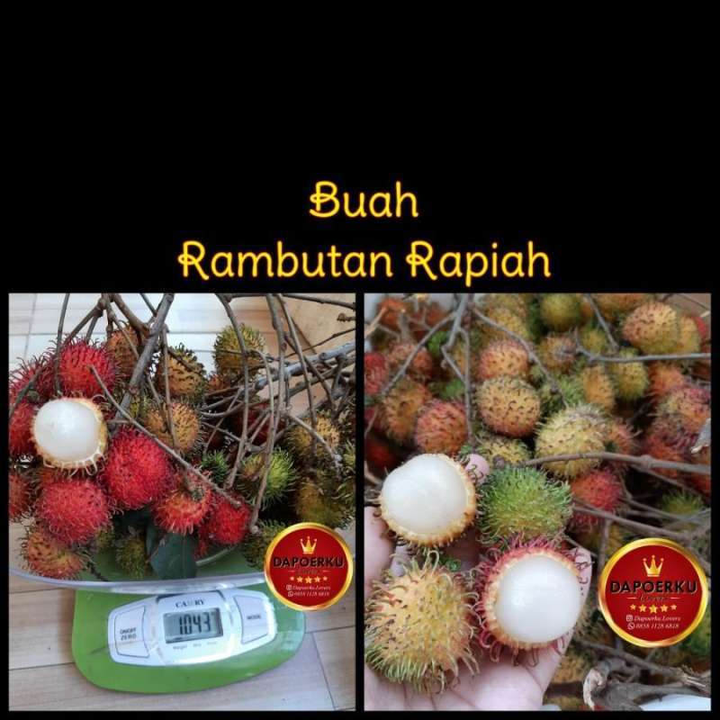 Jual buah rambutan rapiah Halal di Seller Dapoerku Lovers - Cipondoh ...