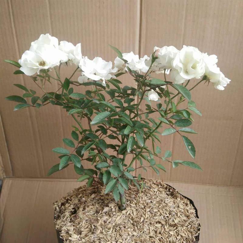 Ini Dia! 35+ Tanaman Bunga Mawar Mini Kekinian - Informasi Seputar ...