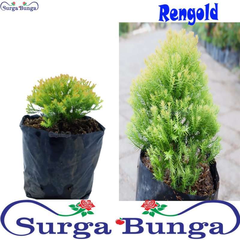 Promo Tanaman Hias Cemara Ren Gold bergaransi Diskon 5% di Seller ...