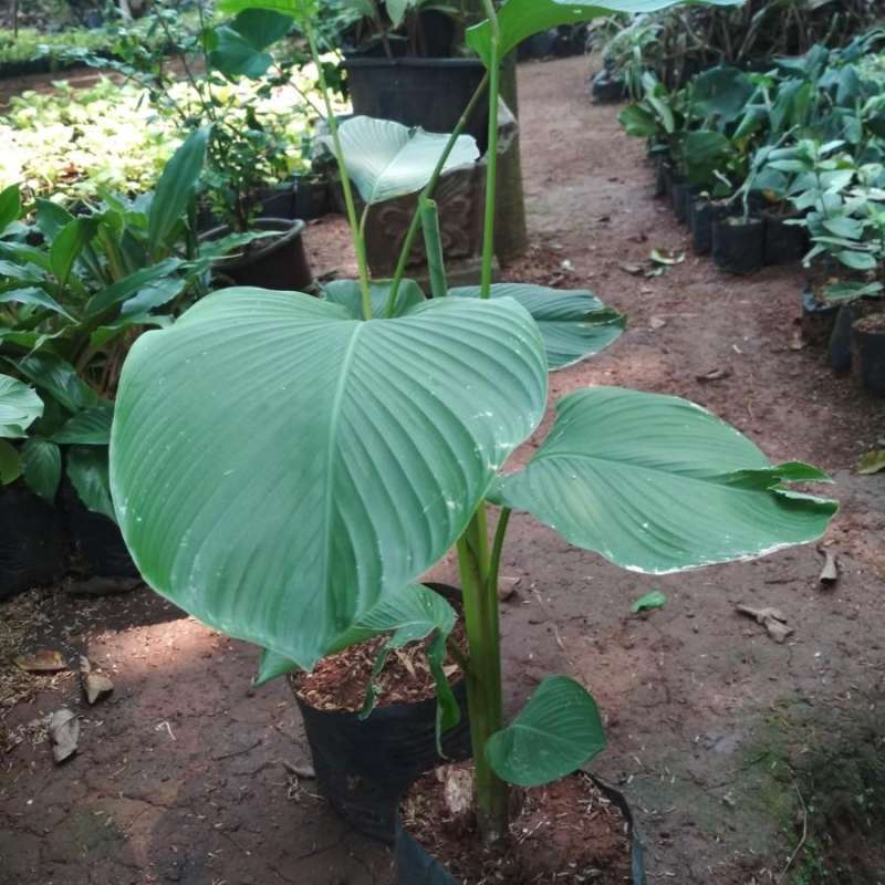 Jual Tanaman Hias Pisang Kalatea-calathea Pisang-calathea Lutea Di ...