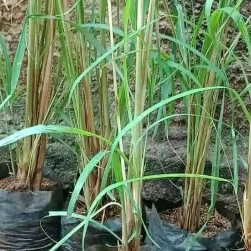 Jual Tanaman Serai Wangi 💯 Harga Murah & Kualitas Terbaik Maret 2026