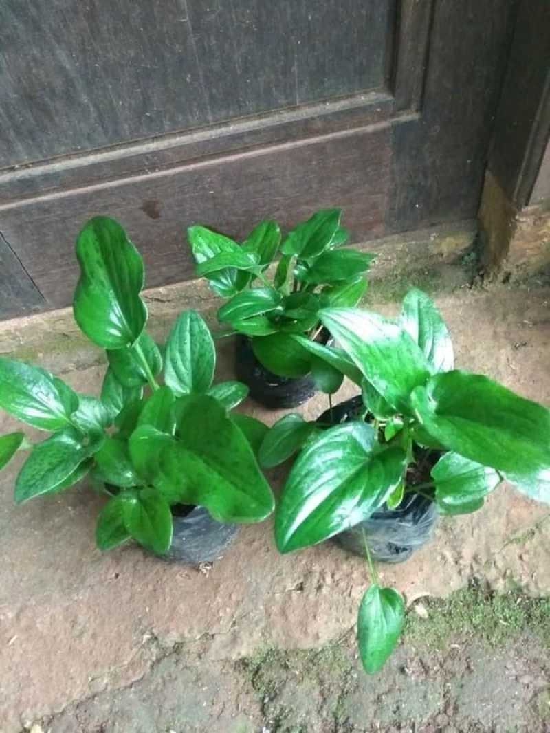 Jual Pohon Katak Original Harga Termurah April 2024 | Blibli