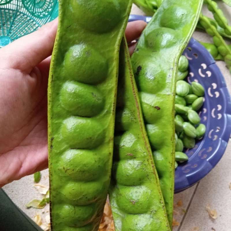 Jual pete petai super fresh baru dari pohon harga murah kuwalitas wah ...