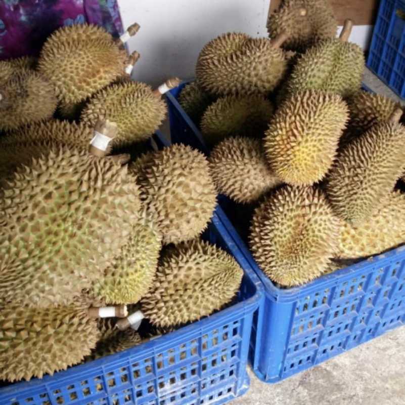 Jual Duren Montong / Durian Monthong Palu Fresh Buah utuh 3kg-4.5kg - Montong Palu di Seller ...
