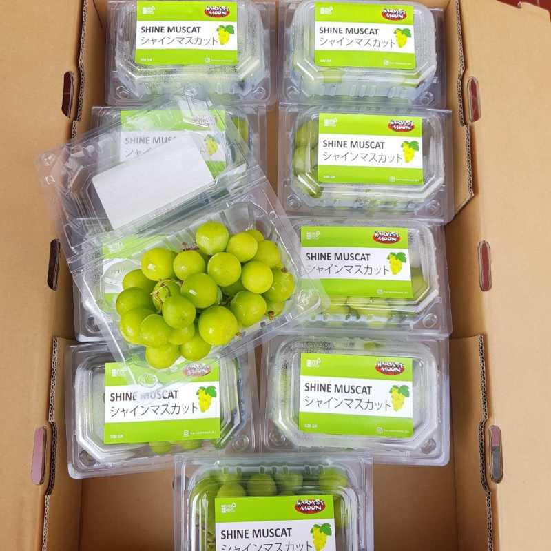 Jual HarvestMoon Anggur Shine Muscat Per Pack 500gr di Seller Harvest ...