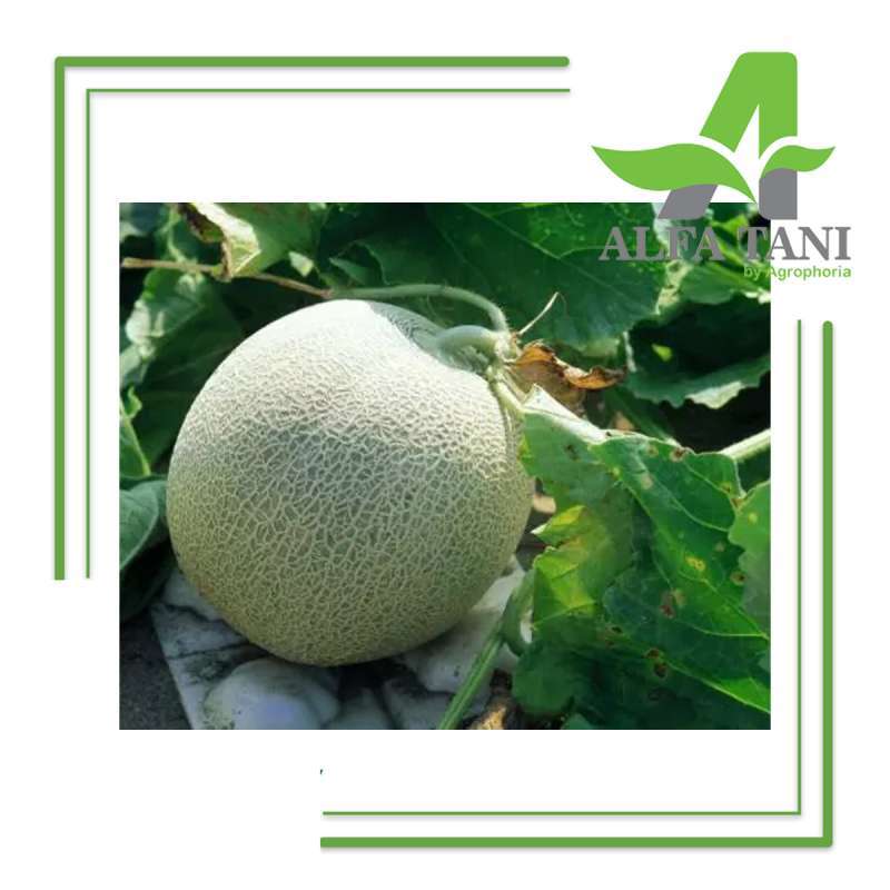Jual Benih Melon Sky Rocket 10 Gram / Known You Seed Di Seller Toko ...