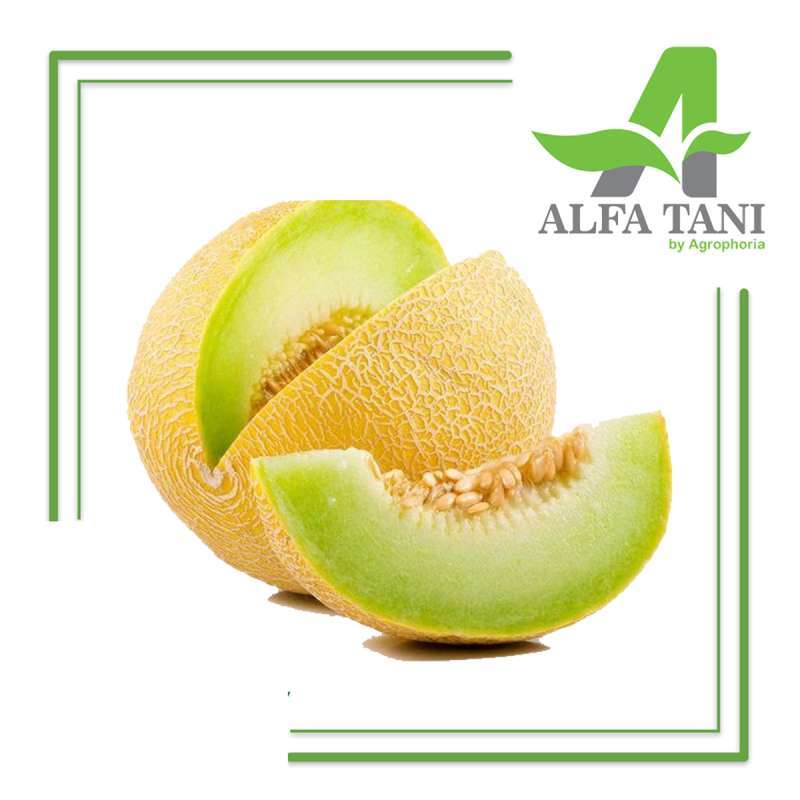 Jual Benih Melon Sky Rocket 10 Gram / Known You Seed Di Seller Toko ...