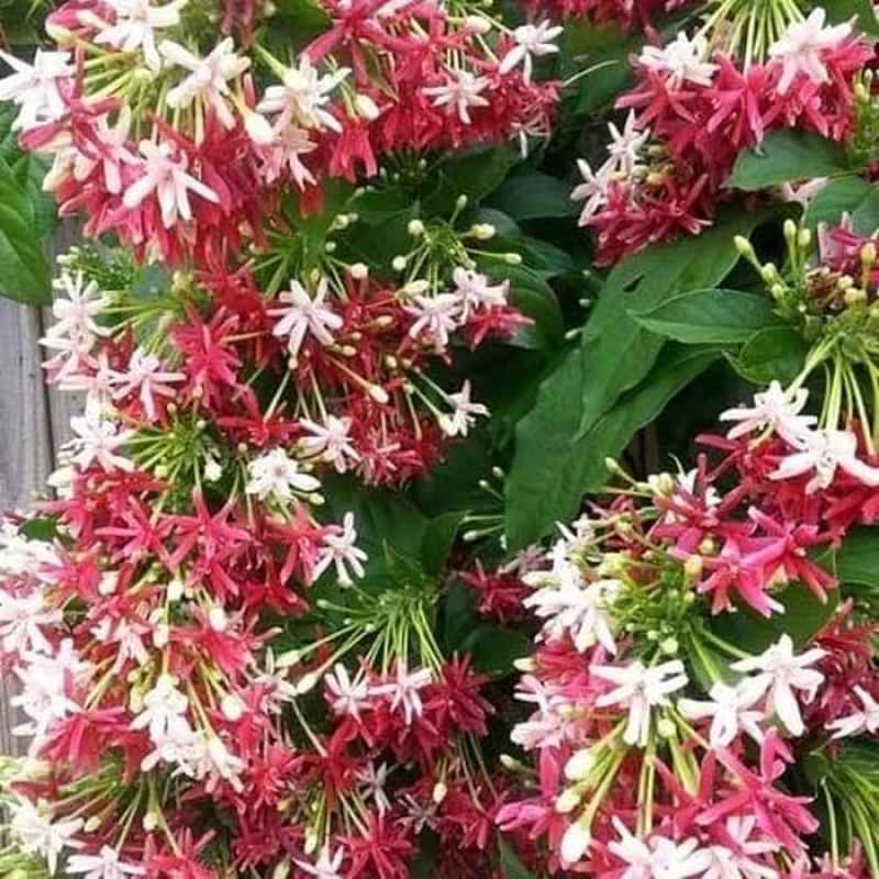 Jual pohon melati belanda - Tanaman hias melati belanda - Tanaman ...