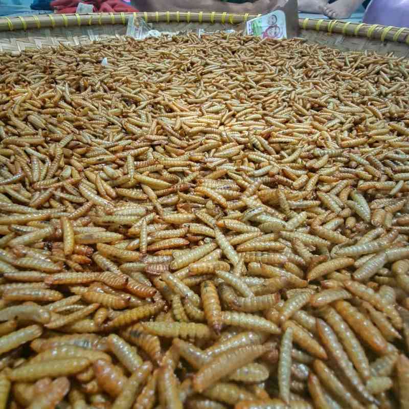 Jual Dried Maggot/ maggot kering 1 kg di Seller Family Magottan ...