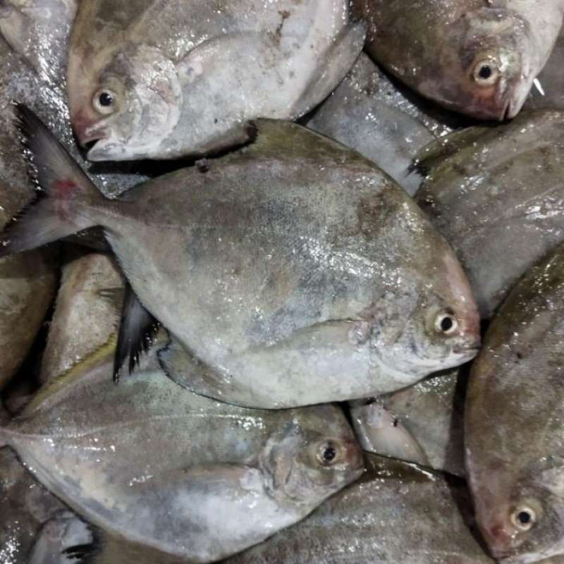 Jual Ikan Bawal Hitam Laut 1Kg / Ikan Segar BERGARANSI Halal di Seller ...