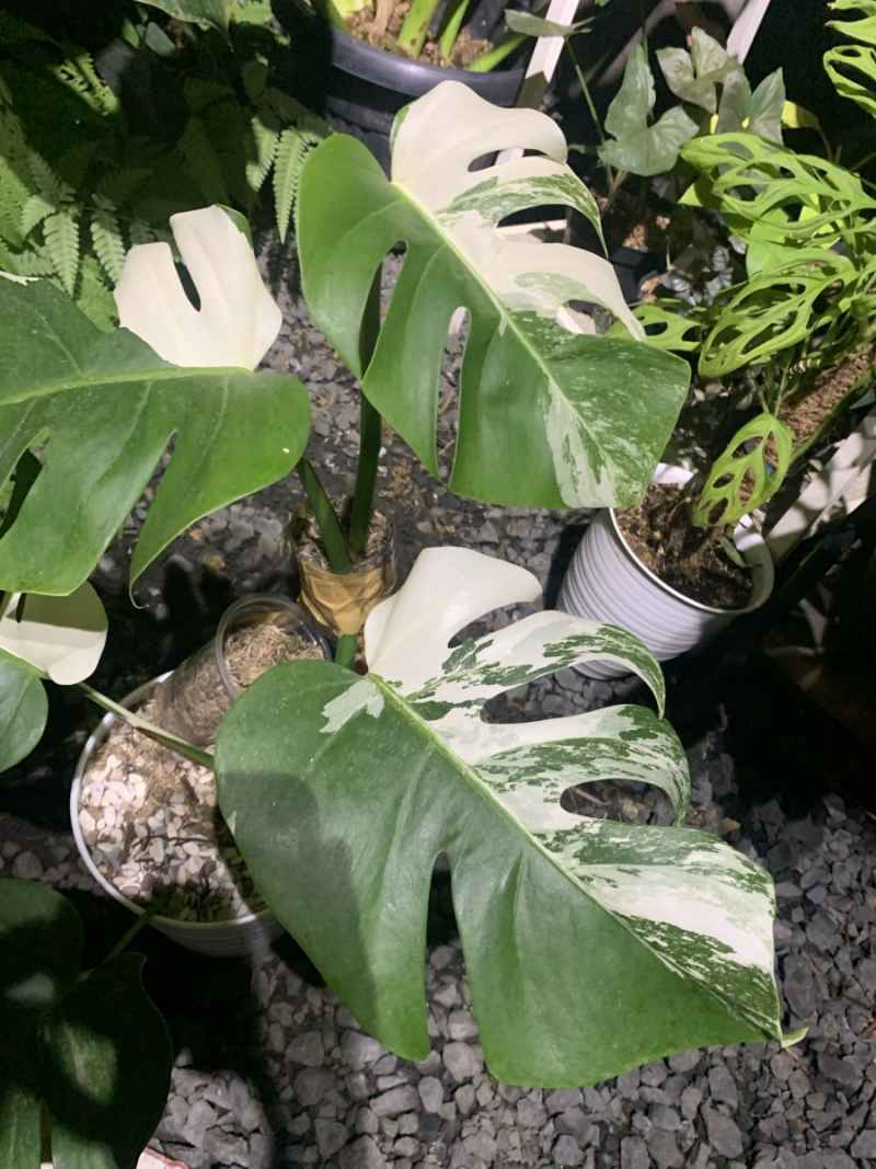 Jual MONSTERA VARIEGATA TANAMAN HIAS di Seller GILSTORE - Sukamulya ...