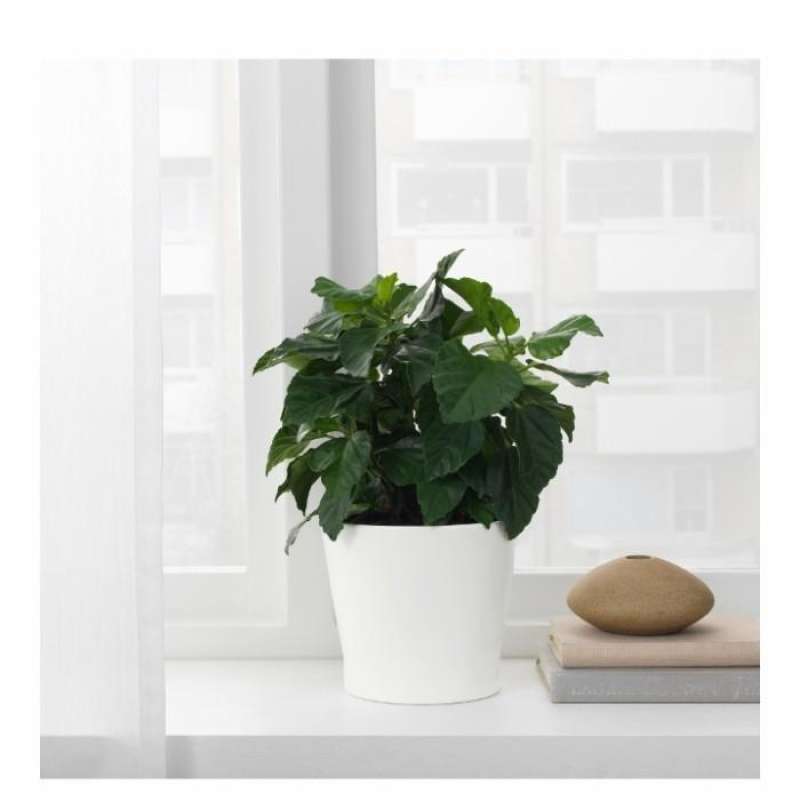 Jual Inspirasi Pot Tanaman/Pot Bunga Keramik Ukuran Tinggi12cm_Putih 1 ...